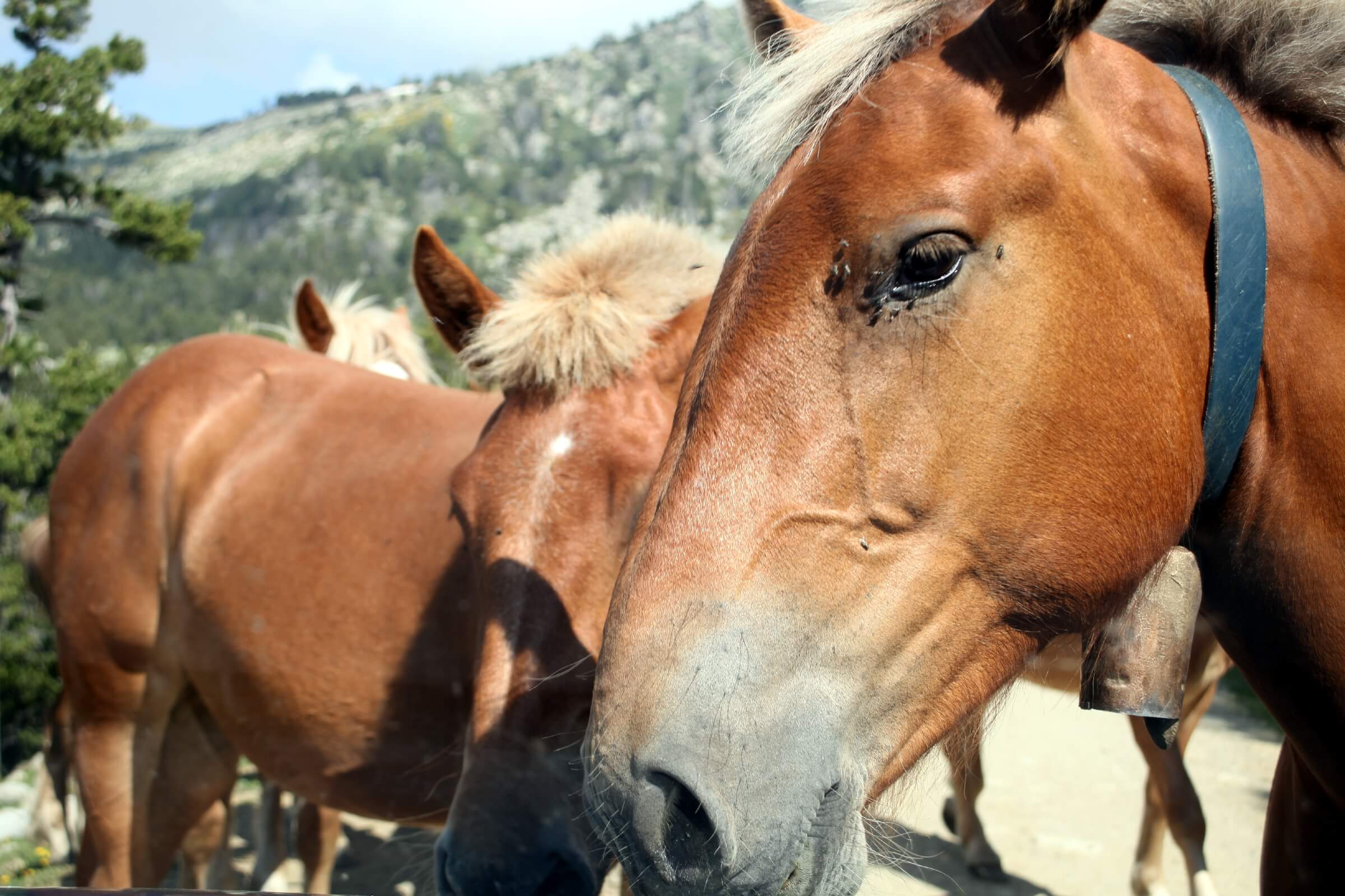 Wenn ich den See seh‘, brauch‘ ich kein Meer mehr… – Vive la réduction!