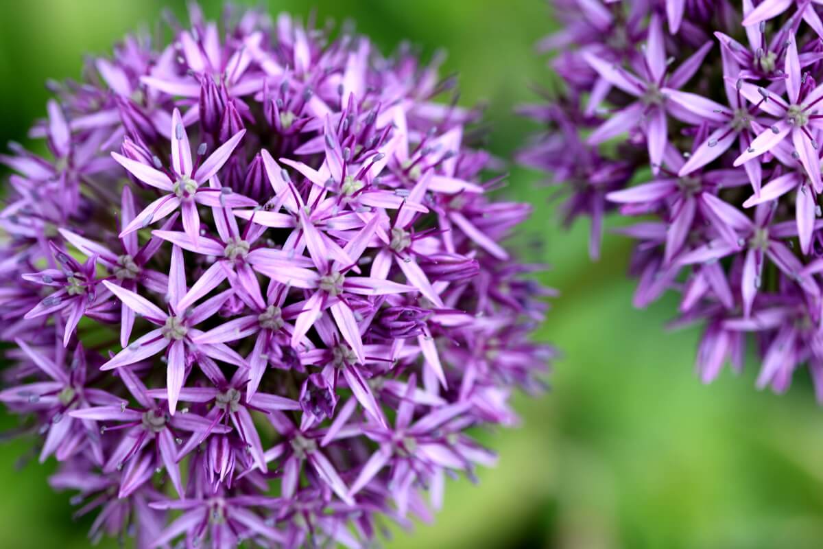 „Ta-da-dadada-da-da-daaaaaa…!“ – Vive la réduction!