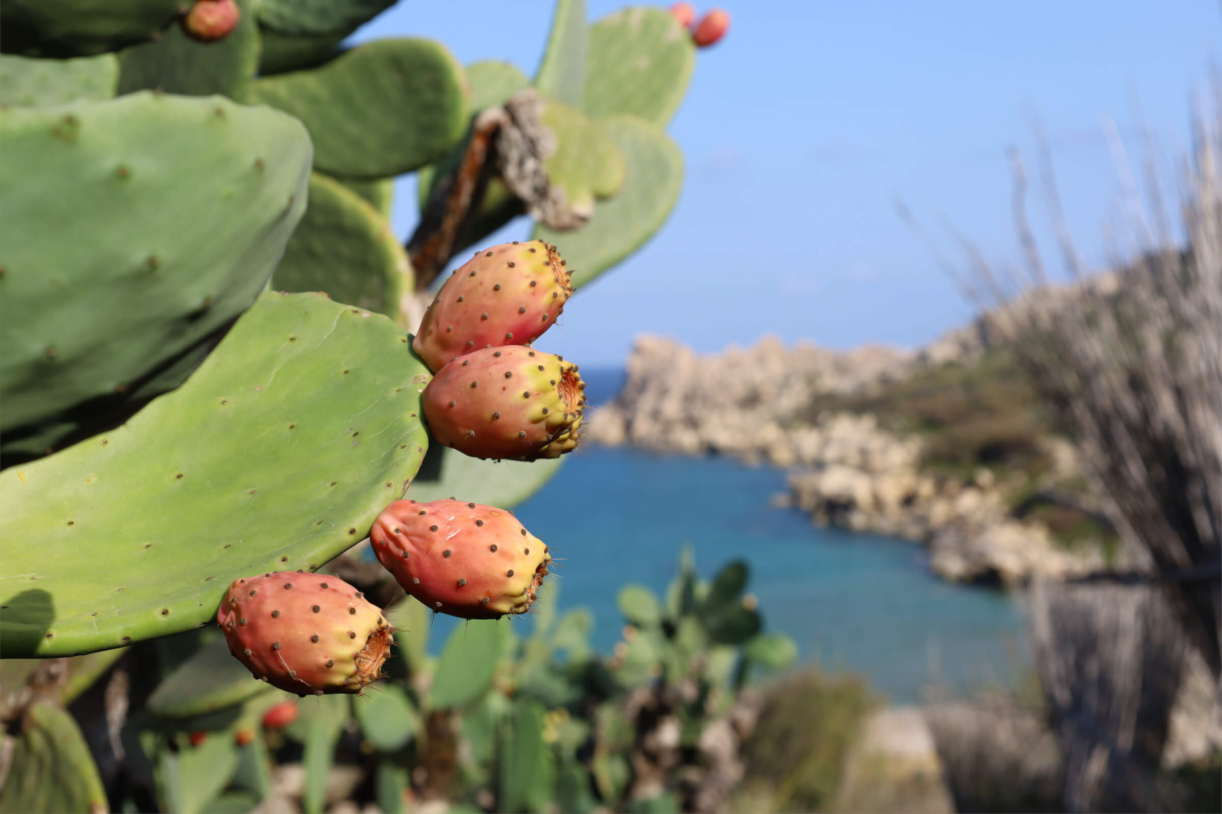 Skusi, Għawdex! – Vive la réduction!